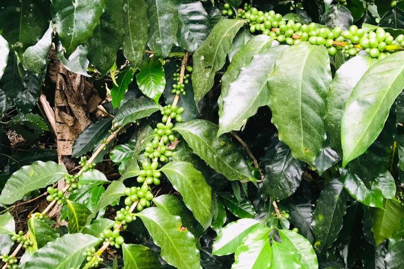 50 palabras en poqomchi’ – aprendeporti